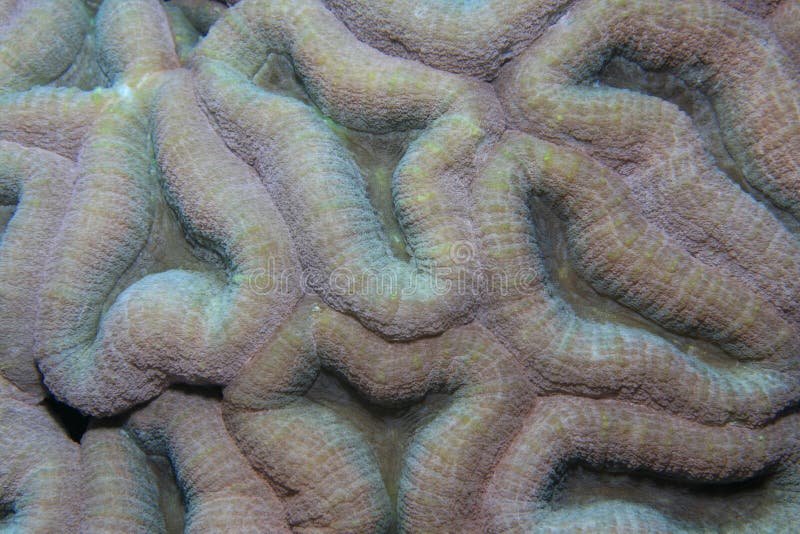 Brain coral stock image. Image of hexacorallia, diversity - 23445273