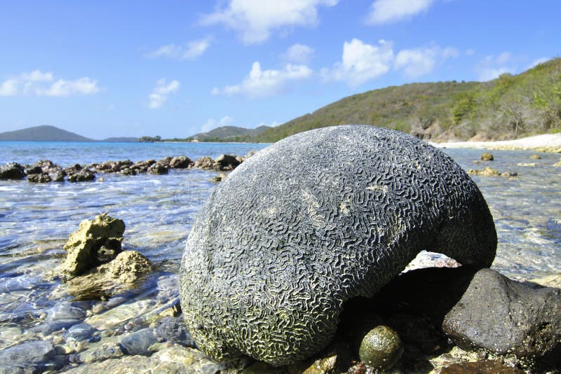 Brain coral stock photo. Image of nature, seascape, water - 29113564
