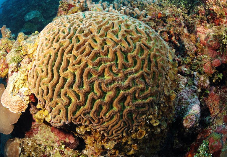 274 Brain Coral Detail Stock Photos - Free & Royalty-Free Stock Photos ...