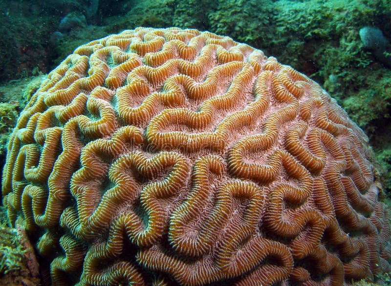 Brain Coral, Caribbean, Puerto Rico Stock Image - Image of brain, close ...