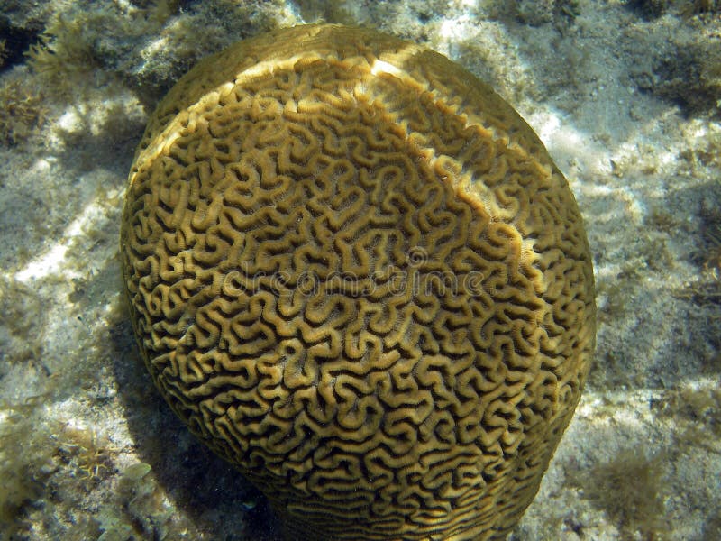 Brain Coral in Barrier Reef Stock Image - Image of barrier, boat: 1564121