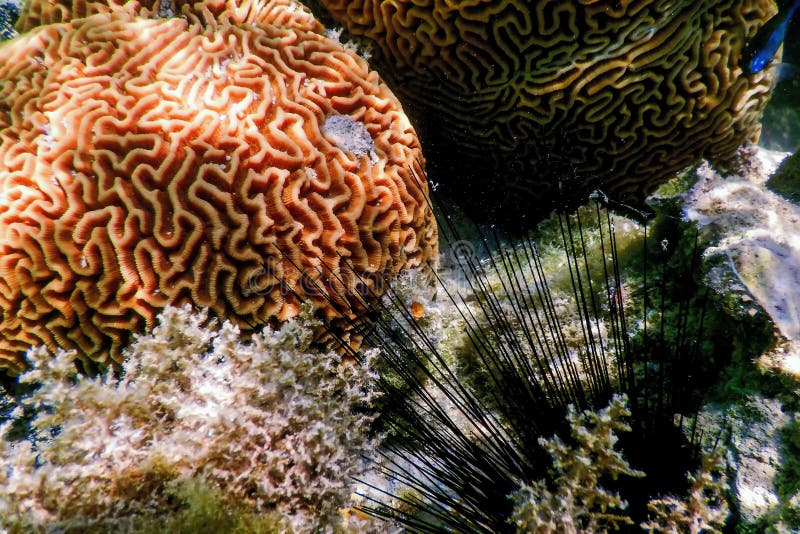 Brain Coral in the Bottom of the Sea Stock Photo - Image of deep ...
