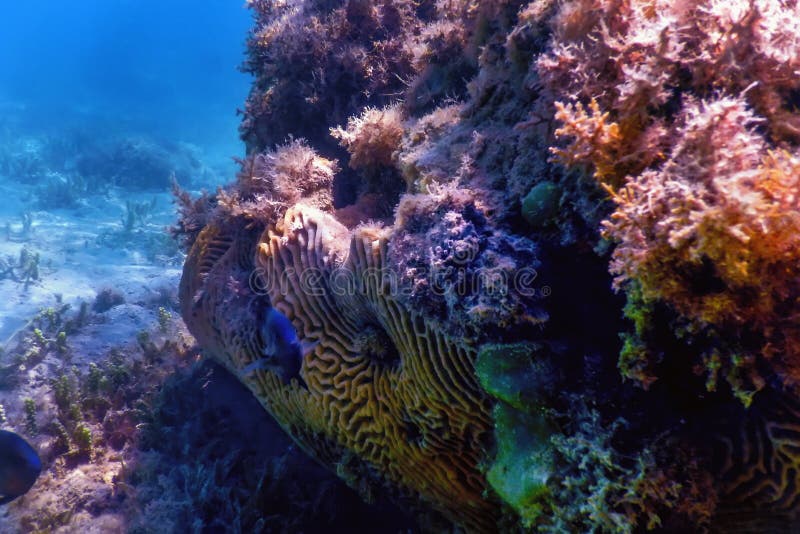 Brain Coral in the Bottom of the Sea Stock Image - Image of atlantic ...