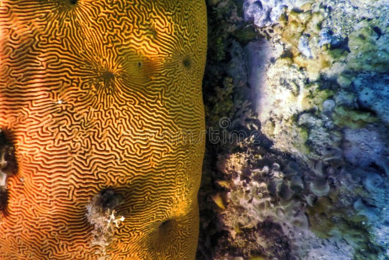 Brain Coral in the Bottom of the Sea Stock Photo - Image of detail ...