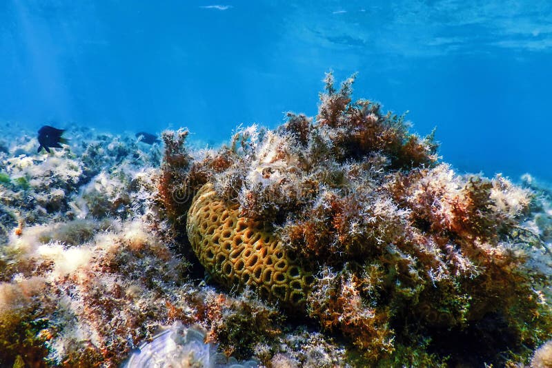 Brain Coral in the Bottom of the Sea Stock Photo - Image of detail ...