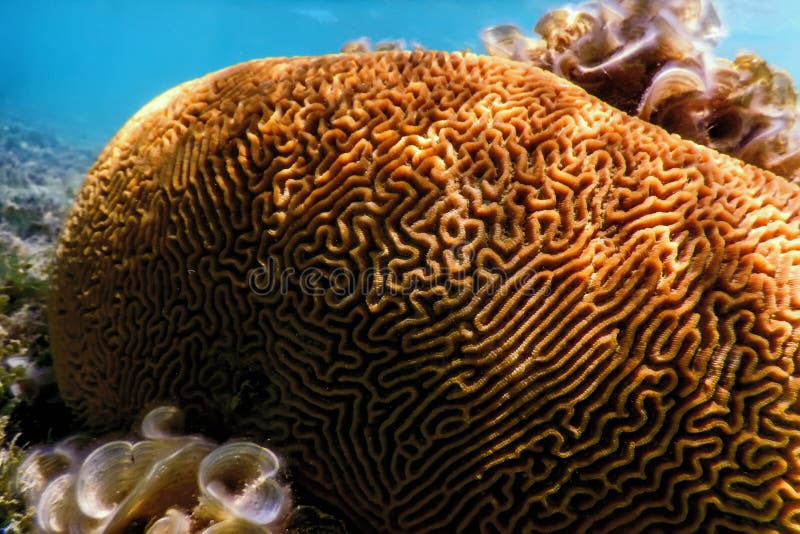 Brain Coral in the Bottom of the Sea Stock Photo - Image of reef ...