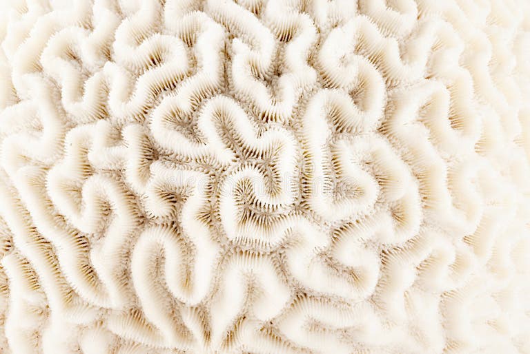 296 Brain Coral Detail Stock Photos - Free & Royalty-Free Stock Photos ...