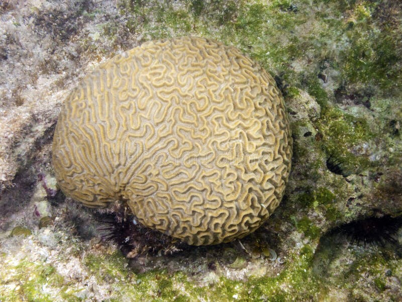 Brain Coral, Caribbean, Puerto Rico Stock Image - Image of brain, close ...