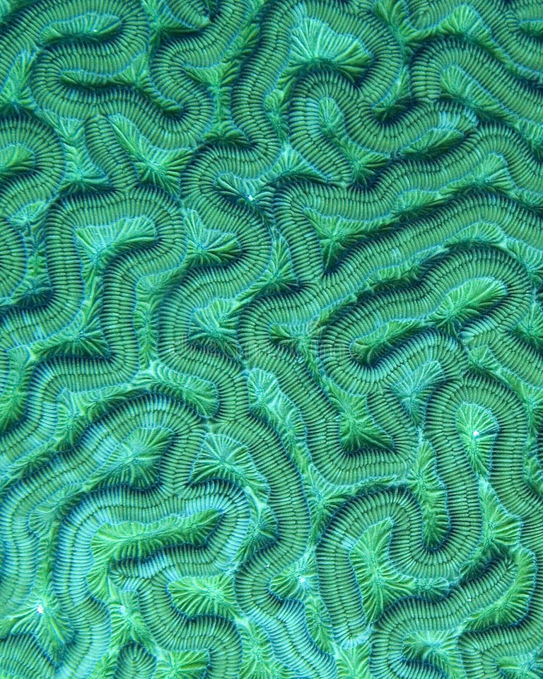 296 Brain Coral Detail Stock Photos - Free & Royalty-Free Stock Photos ...