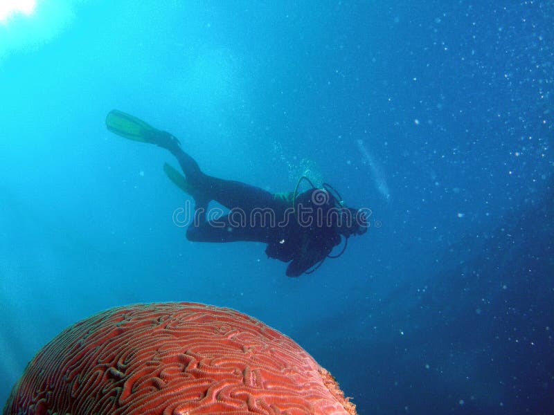 Diverin Background Stock Photos - Free & Royalty-Free Stock Photos from ...