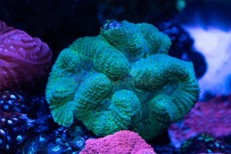 Brain coral reef stock photo. Image of nature, island - 129611240