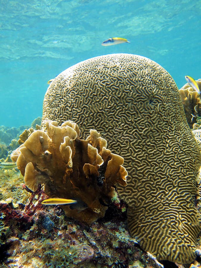 Brain coral stock image. Image of aquatic, environment - 11159927