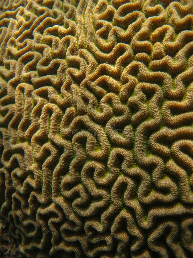 Brain coral stock photo. Image of coral, macro, reef - 215696436