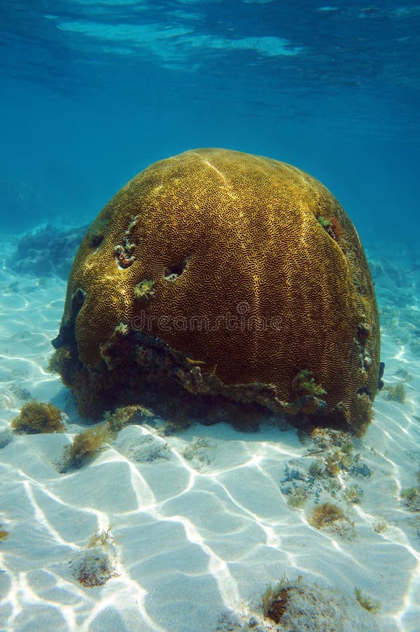 Brain Coral With Colorful Sea Sponges And Fish Stock Image - Image of ...