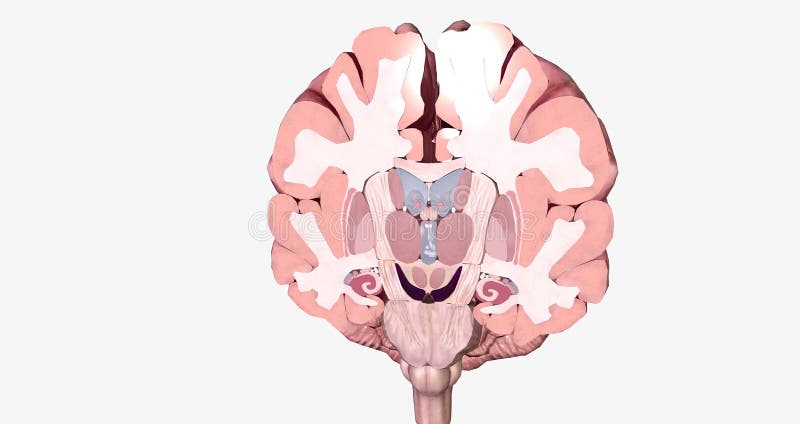 The Brain Coronal Cross Section Stock Illustration - Illustration of ...