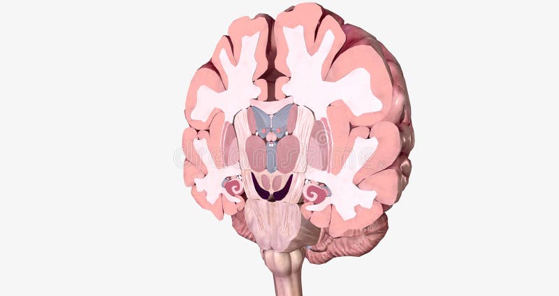 The Brain Coronal Cross Section Stock Illustration - Illustration of ...