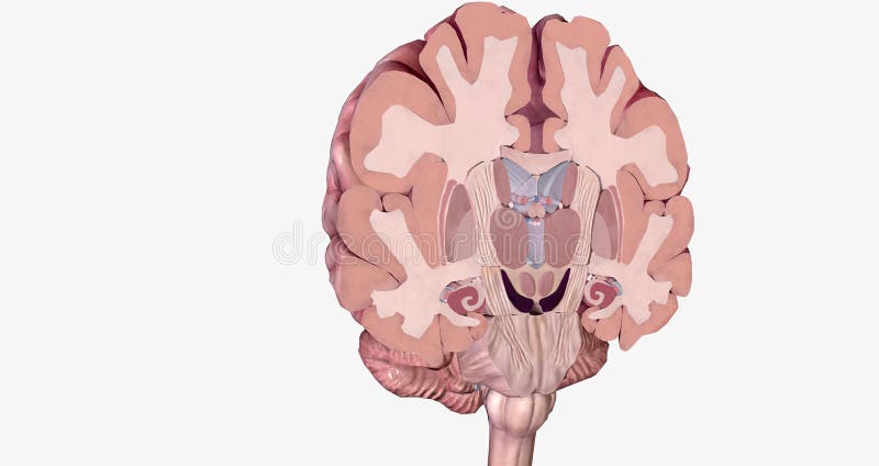 The Brain Coronal Cross Section Stock Illustration - Illustration of ...