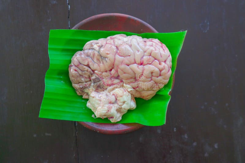 Brain Cow is on a Green Leaf. the Brain Cow is Cut in Half and Has a ...