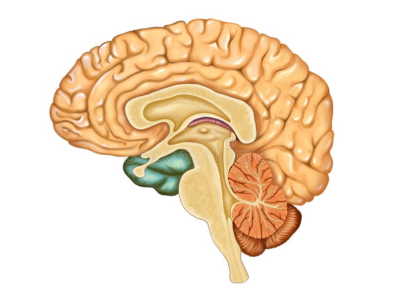 Brain anatomy stock illustration. Illustration of language - 9597750