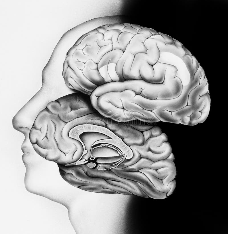 Brain - Cross Section in Context Stock Illustration - Illustration of ...