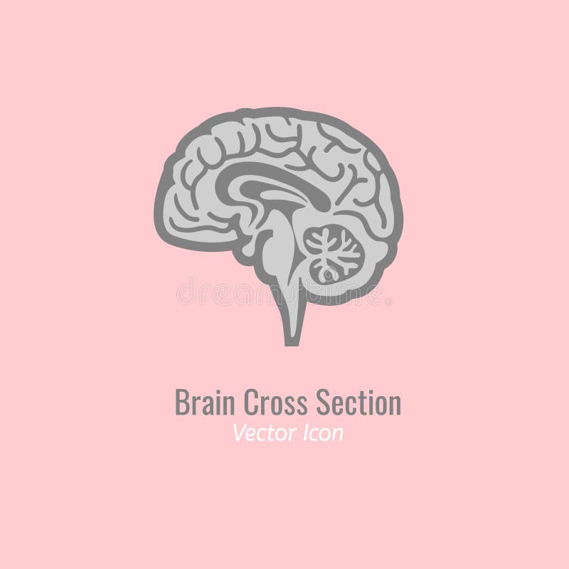 Brain Cross-section Anatomy Stock Illustration - Illustration of health ...