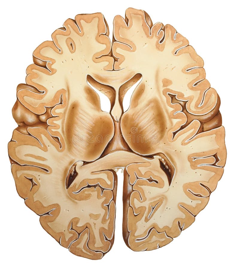 Brain - Cross Section stock illustration. Illustration of cortex - 82091561