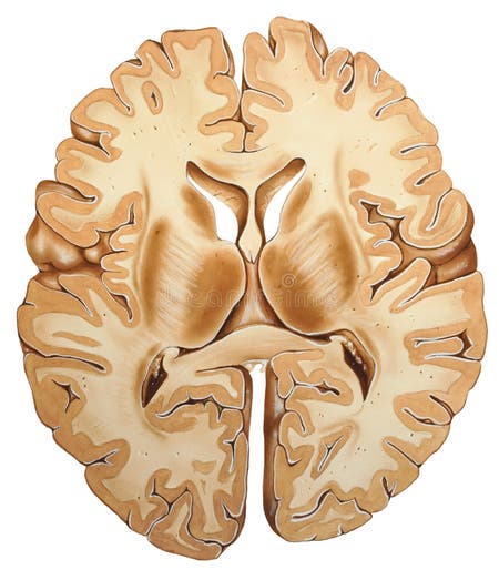 Brain - Cross Section stock illustration. Illustration of cortex - 82091561