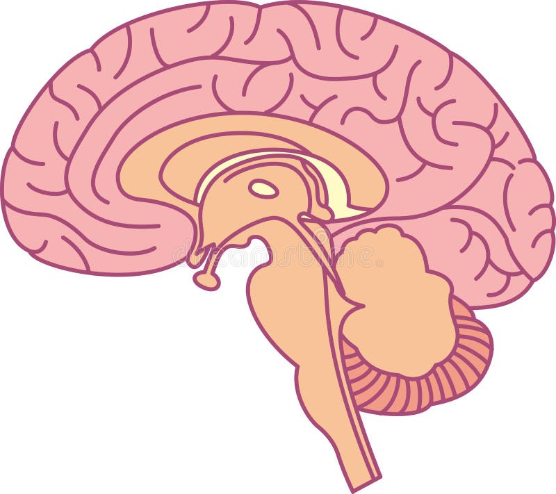 Cross Sectional Brain Stock Illustrations – 50 Cross Sectional Brain ...
