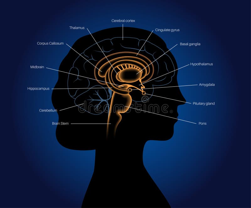 Brain Amygdala Accumbens Stock Illustrations – 70 Brain Amygdala ...