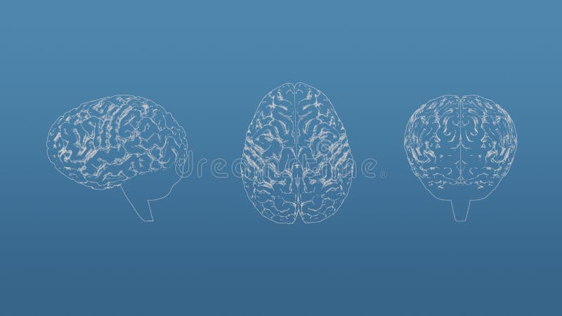 Brain blueprint stock vector. Illustration of healthcare - 33769446