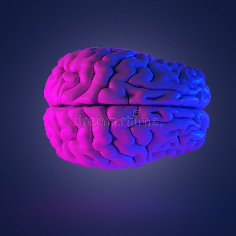 Neocortex Brain Anatomy Stock Illustrations – 171 Neocortex Brain ...