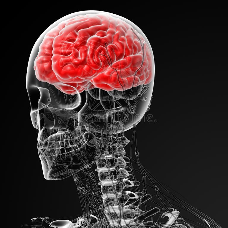 Brain Side View Stock Illustrations – 3,292 Brain Side View Stock ...