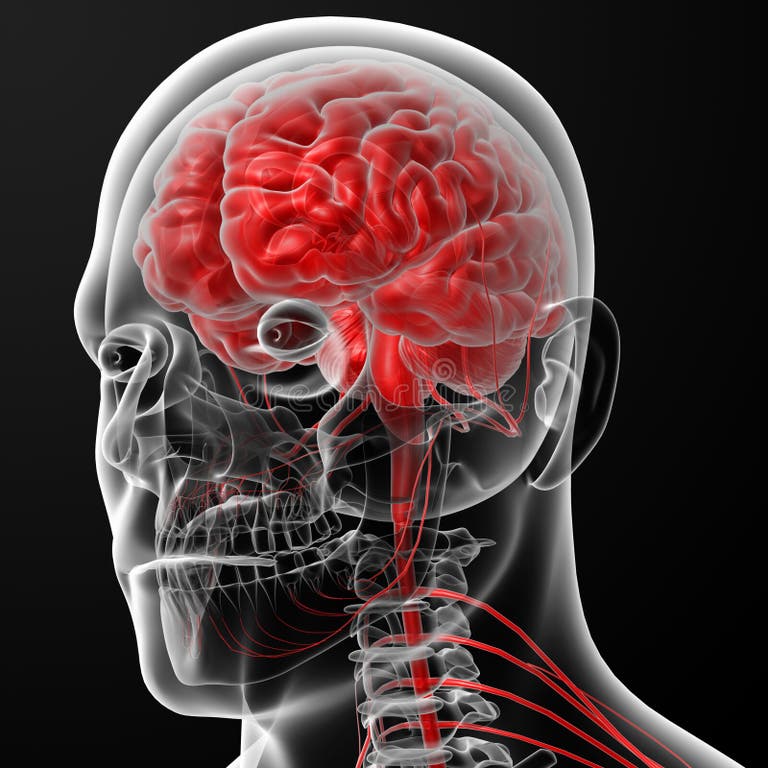 Brain Side View Stock Illustrations – 3,784 Brain Side View Stock ...