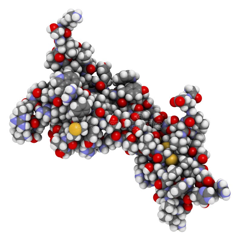 Brain-derived Neurotrophic Factor (BDNF) Protein Molecule Stock ...