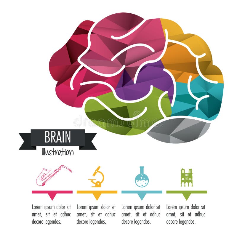 Brain Design. Mind Concept. White Background , Editable Vector Stock ...