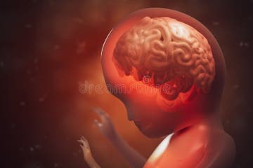 Infant Brain Development Stock Illustrations – 313 Infant Brain ...