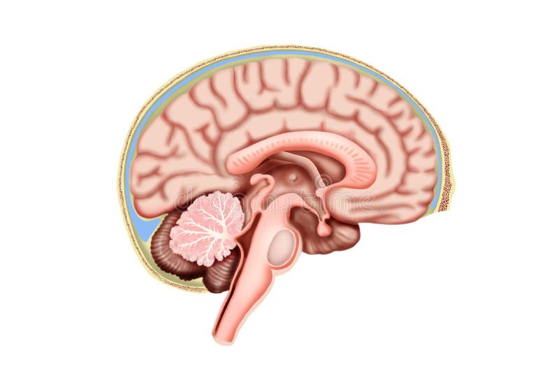 Brain stock illustration. Illustration of science, biology - 49028571