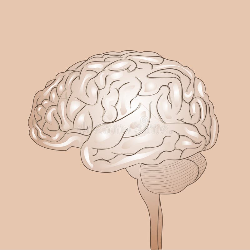 Brain drawing stock illustration. Illustration of drawing - 44567002