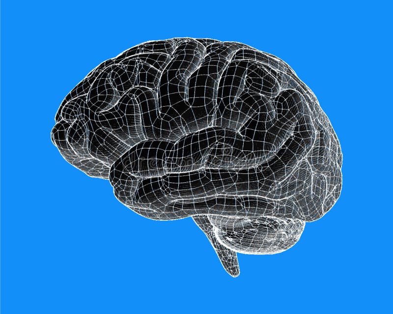 Brain Drawing with Wireframe Illustration Stock Vector - Illustration ...