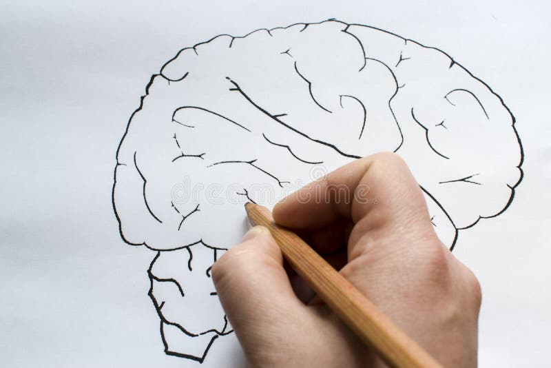 The Brain Is Drawn On Paper With A Pencil. Stock Image - Image of ...