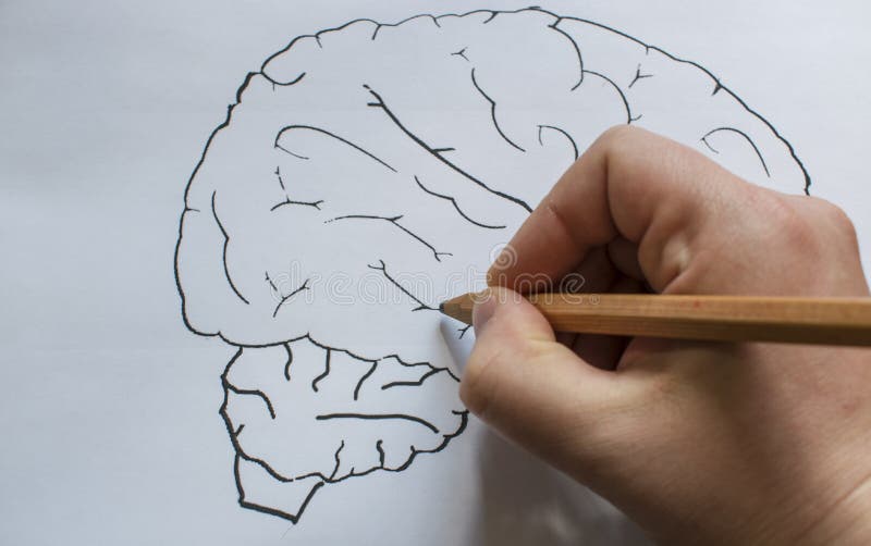 The Brain is Drawn on Paper with a Pencil. Stock Photo - Image of ...