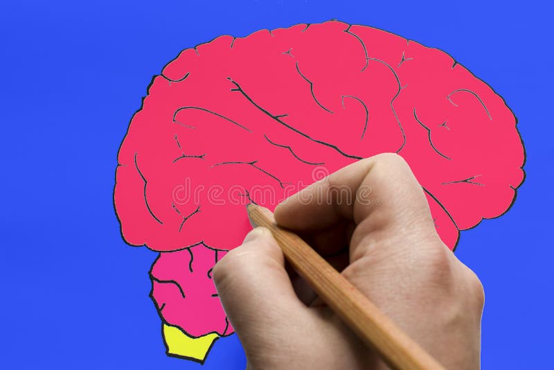 The Brain is Drawn on Paper with a Pencil. Stock Photo - Image of ...