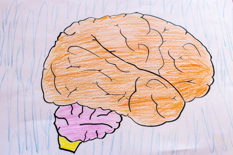 The Brain is Drawn on Paper with a Pencil. Stock Image - Image of ...