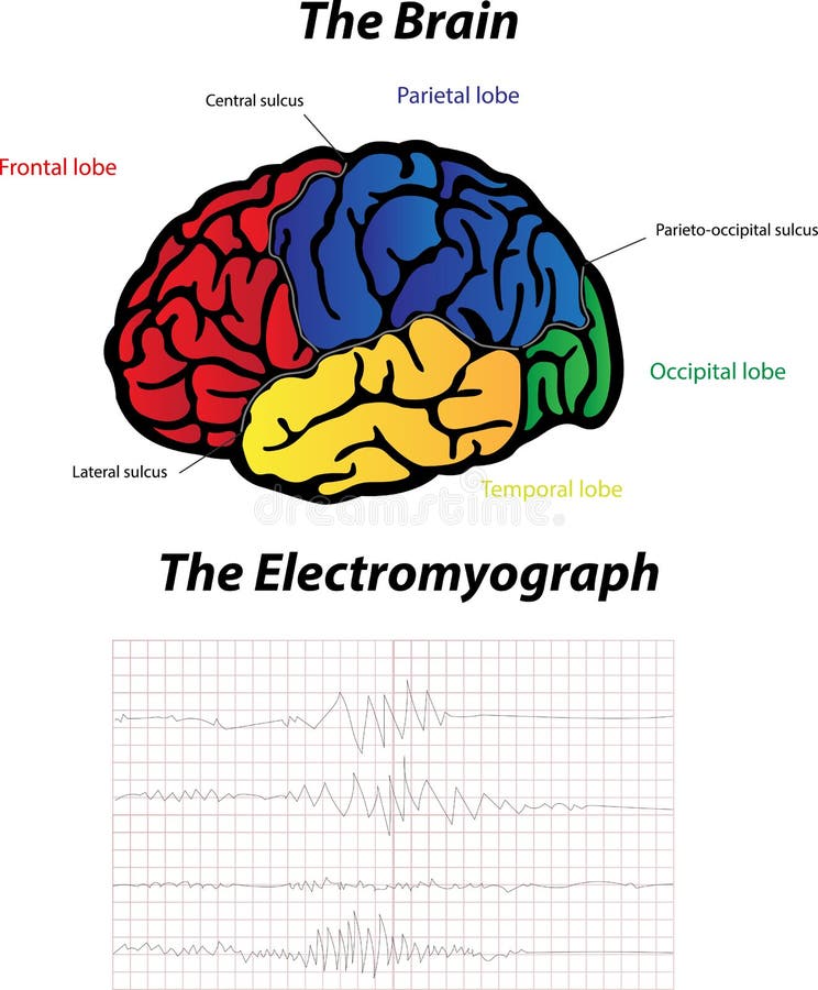 Brain and Electromyograph stock vector. Illustration of ...