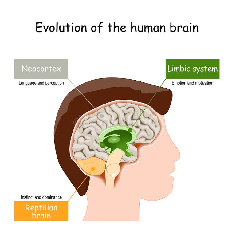 Neocortex Stock Illustrations – 231 Neocortex Stock Illustrations ...