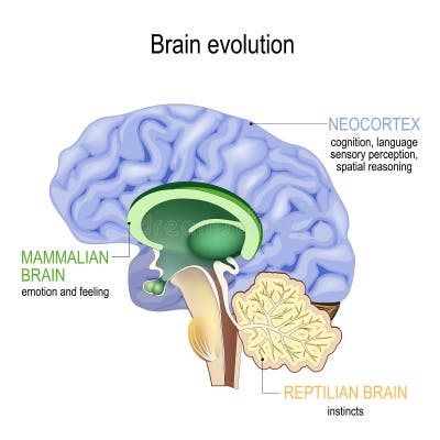Neocortex Stock Illustrations – 230 Neocortex Stock Illustrations ...