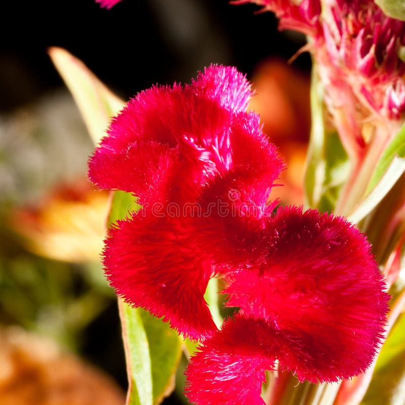 `Brain Flower` stock image. Image of plant, brain, nature - 91860281