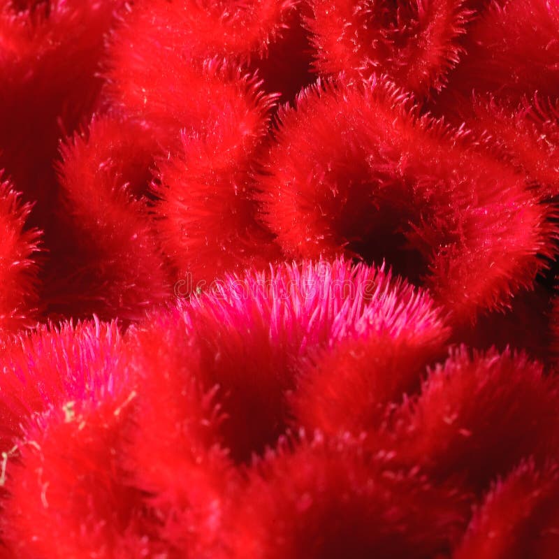 Brain Flower stock image. Image of nature, plant, flower - 34109361