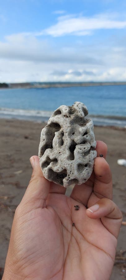 Brain Form Coral. White Coral Stone Looks Like Human Brain Stock Image ...