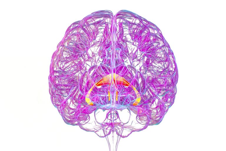 Brain Fornix, 3D Illustration Stock Illustration - Illustration of ...